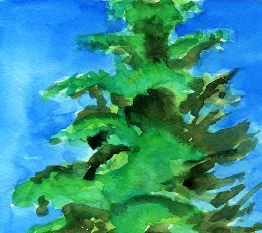 Devadāru デーヴァダール | Plants of Meghaduta