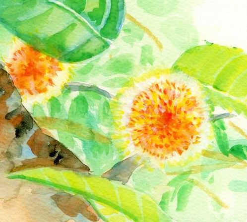 Kadamba カダンバ | Plants of Meghaduta