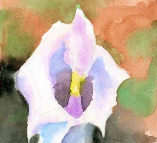 Kandalī カンダリー | Plants of Meghaduta