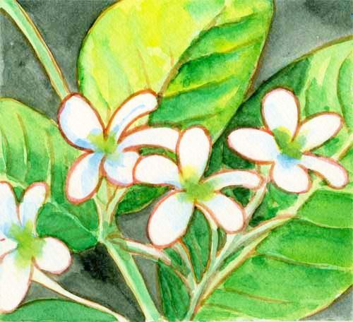 Kuṭaja クタジャ | Plants of Meghaduta