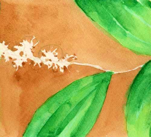 Rodhra ロードゥラ | Plants of Meghaduta